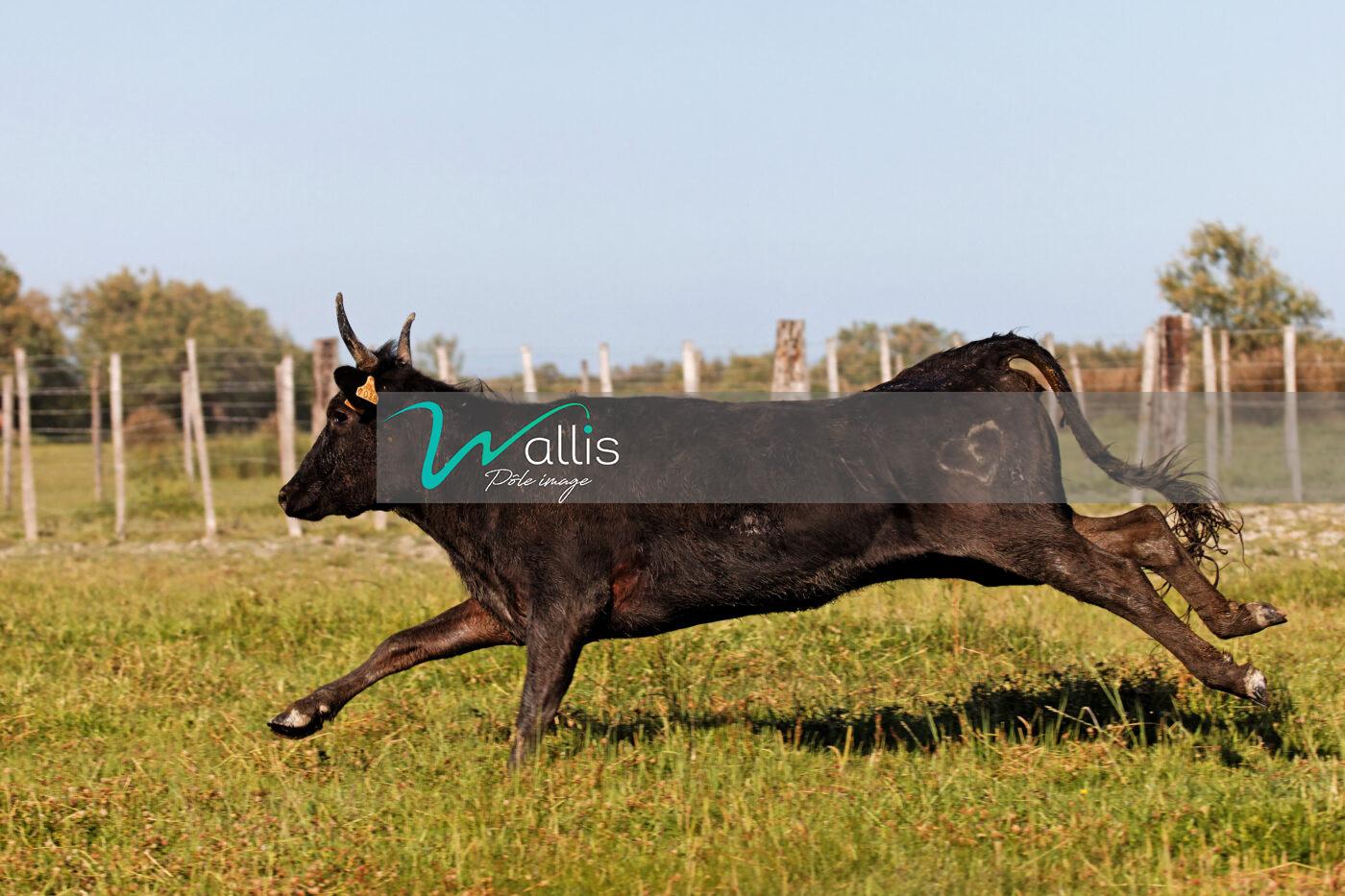 La camargue - Wallis