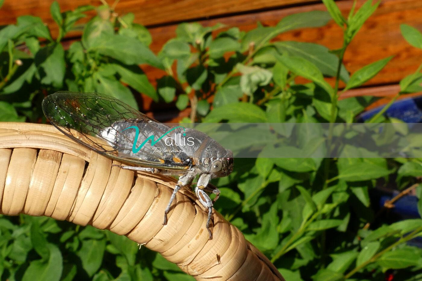 Cigale sur la terasse - Wallis